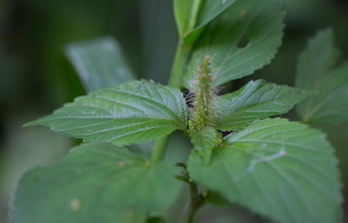 Acalypha alepecuroidea · iNaturalist