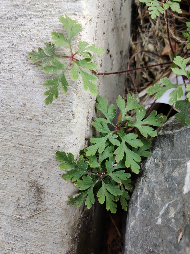 Ruberta from Napa on August 27, 2020 at 12:03 AM by Christopher Farmer ...