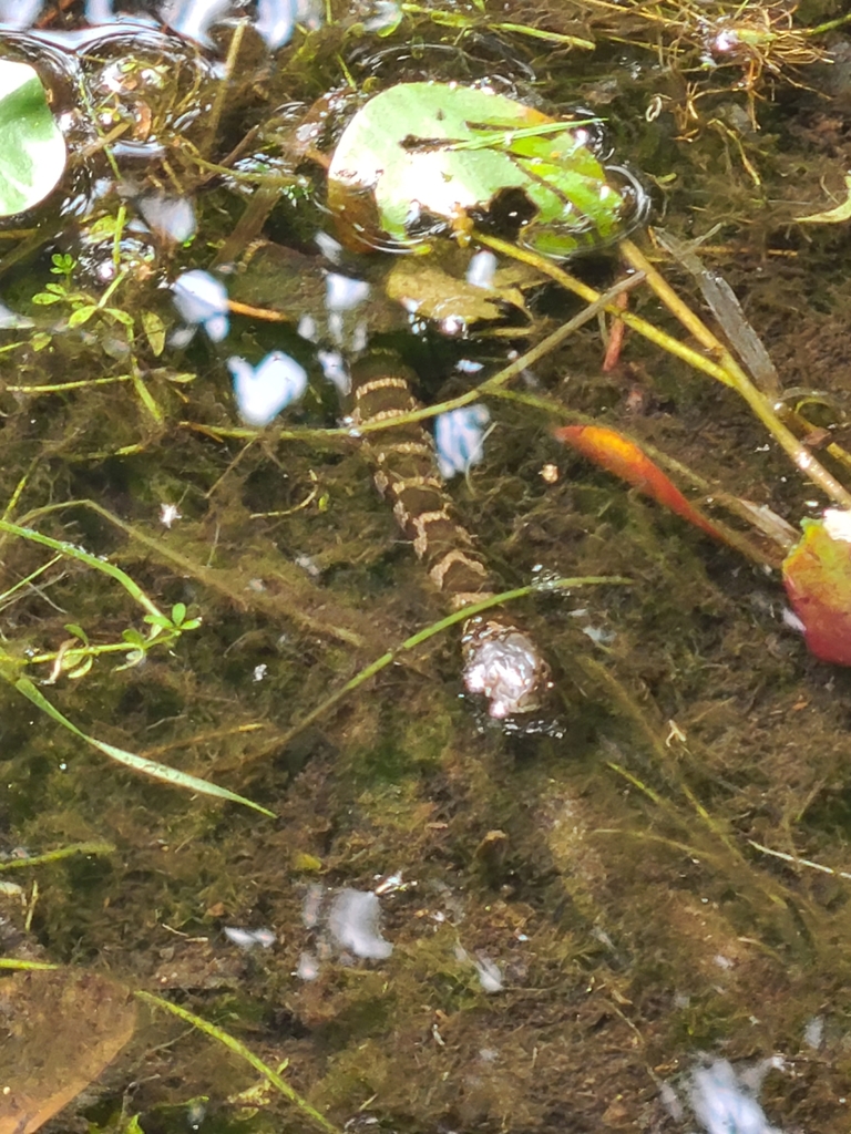 Common Watersnake from Arbor Vitae, WI 54568, USA on August 26, 2020 at ...
