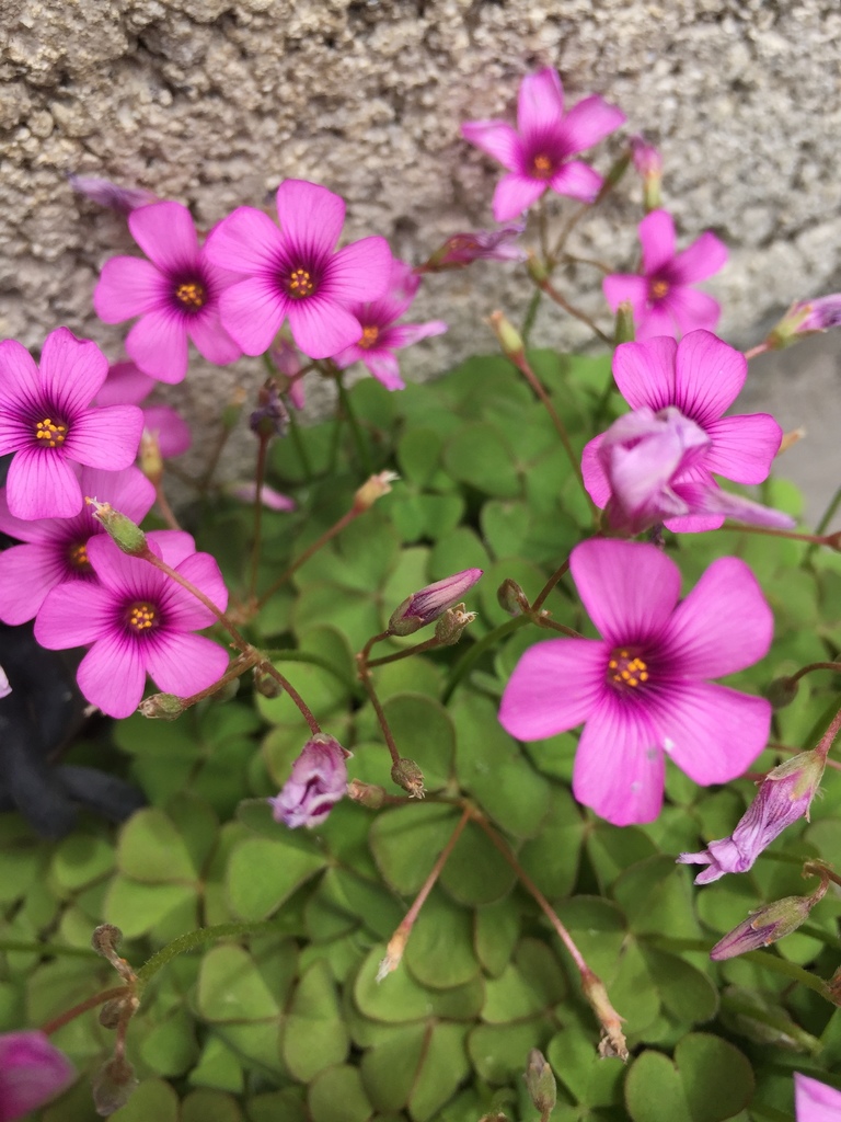 pink-sorrel from Diagonal 14 Zona 1, Quetzaltenango, Quezaltenango, GT ...