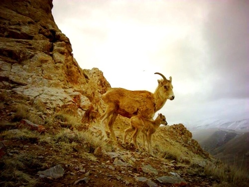 Tien Shan Argali (Subspecies Ovis ammon karelini) · iNaturalist