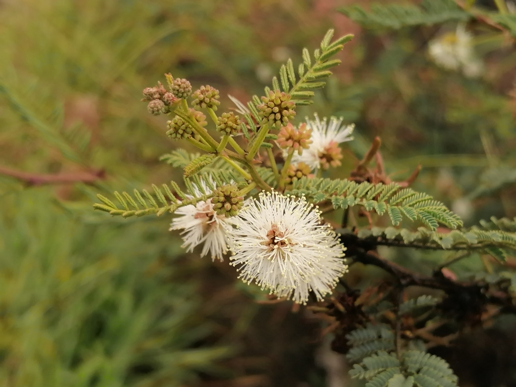 catclaw mimosa from Morelia, Mich., México on August 27, 2020 at 08:46 ...