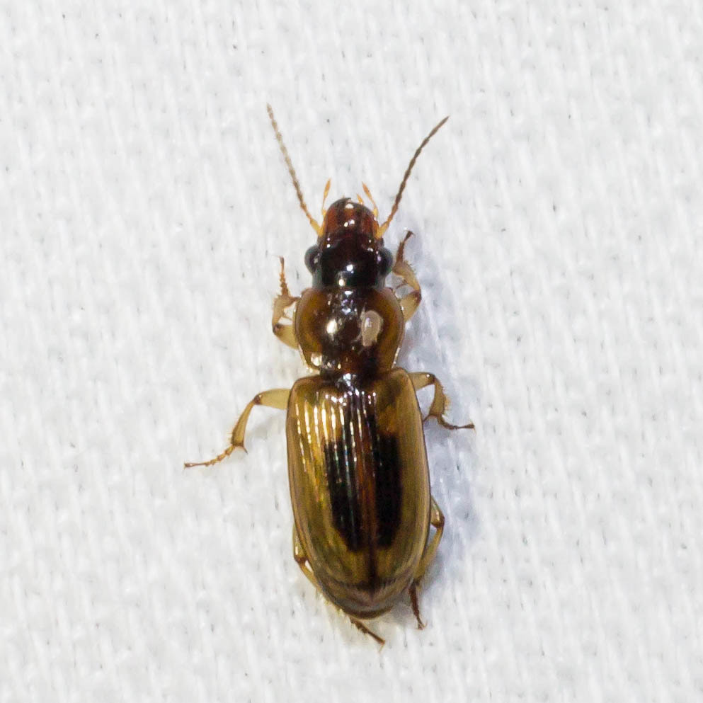 LeConte's Seedcorn Beetle from Howard, Maryland, United States on July ...