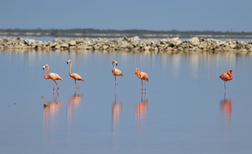 American Flamingo from Inagua, The Bahamas on February 27, 2020 by ...