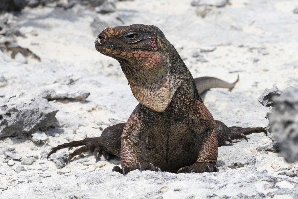 Exuma Island Iguana in March 2019 by shoregardener · iNaturalist