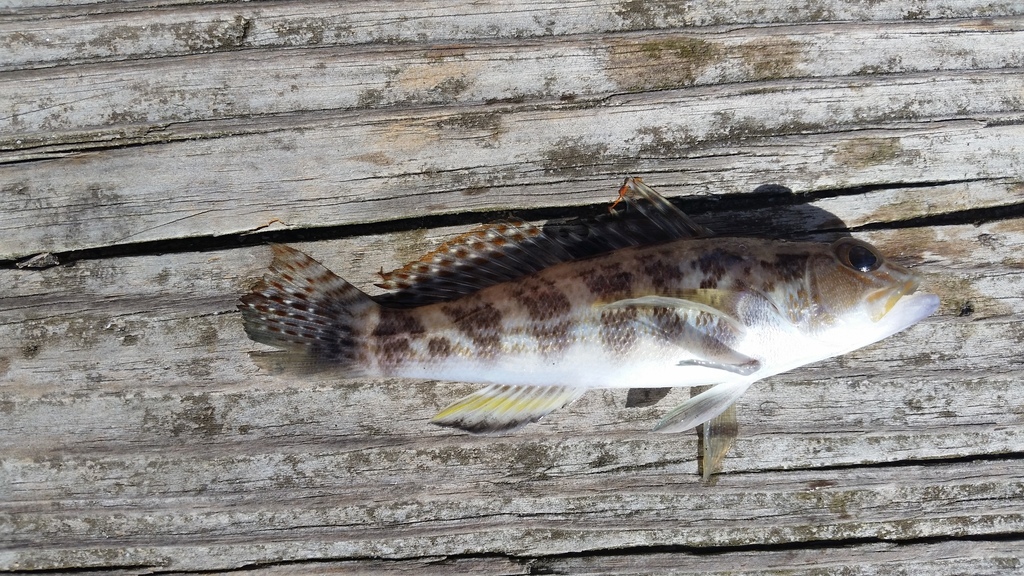 Rock Sea Bass from Horry County, SC, USA on August 16, 2016 by Ann ...