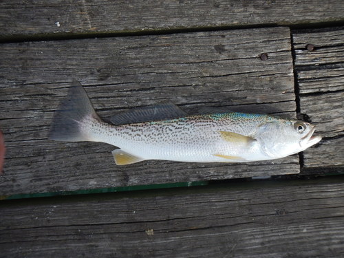 Delaware Weakfish