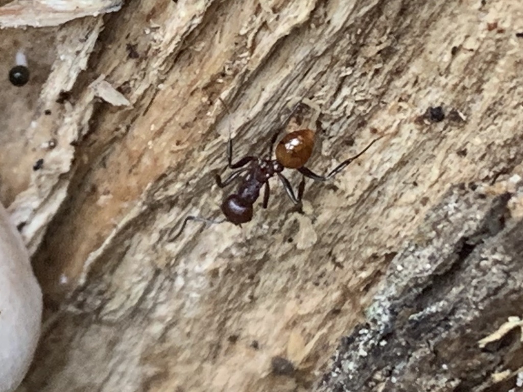 Tennessee Collared Ant from Will Logan Rd, Ozark, AL, US on August 18 ...