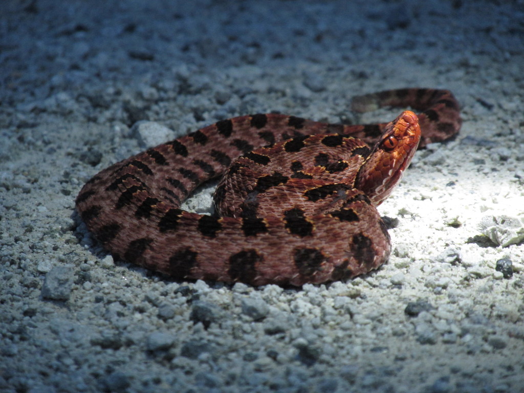 Carolina Pygmy Rattlesnake in July 2017 by Tim Bova · iNaturalist