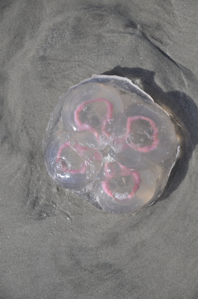 Southern Moon Jelly from Horry County, SC, USA on October 6, 2013 at 12 ...