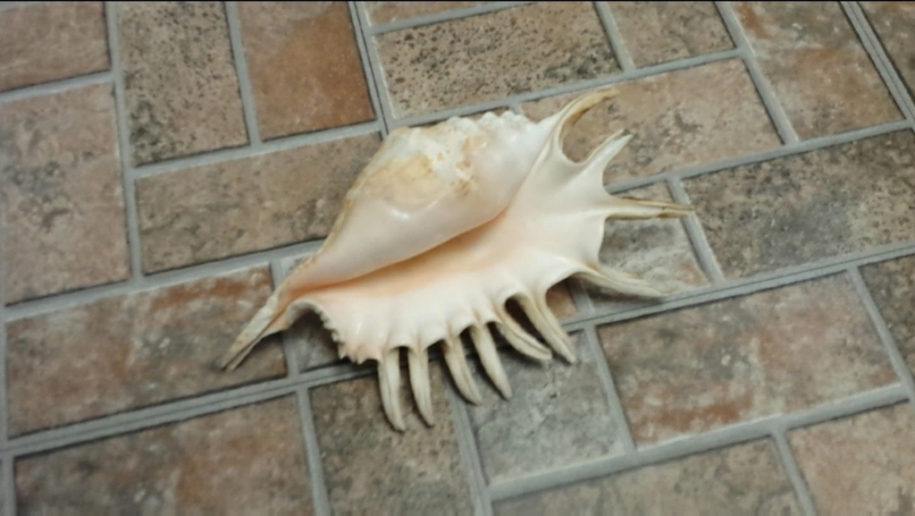 Lambis from Saudi Arabia on May 10, 1989 by Chris Frisby · iNaturalist