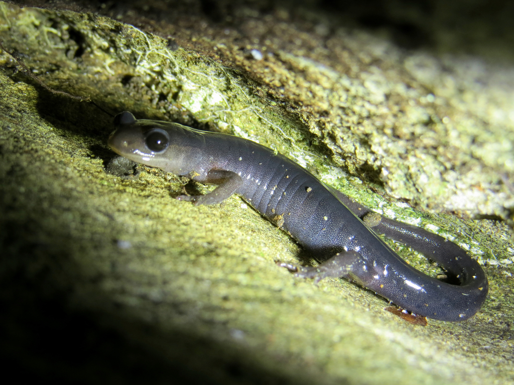 Blue Ridge Gray-cheeked Salamander in August 2020 by tom ward · iNaturalist