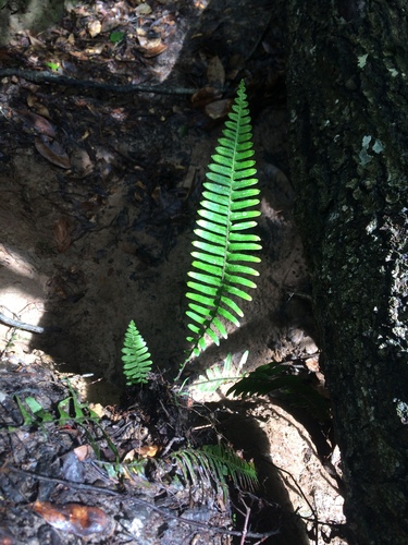 Palmleaf Rockcap Fern (Pecluma ptilodon) · iNaturalist