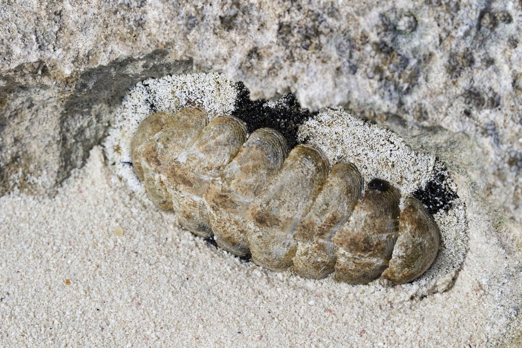 West Indian Fuzzy Chiton from Exuma, Bahamas on January 23, 2020 at 12: ...