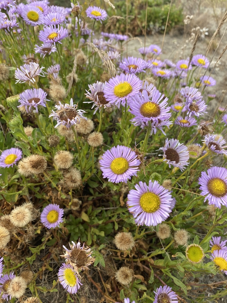 seaside daisy from Arcata, CA, US on August 27, 2020 at 02:38 PM by ...
