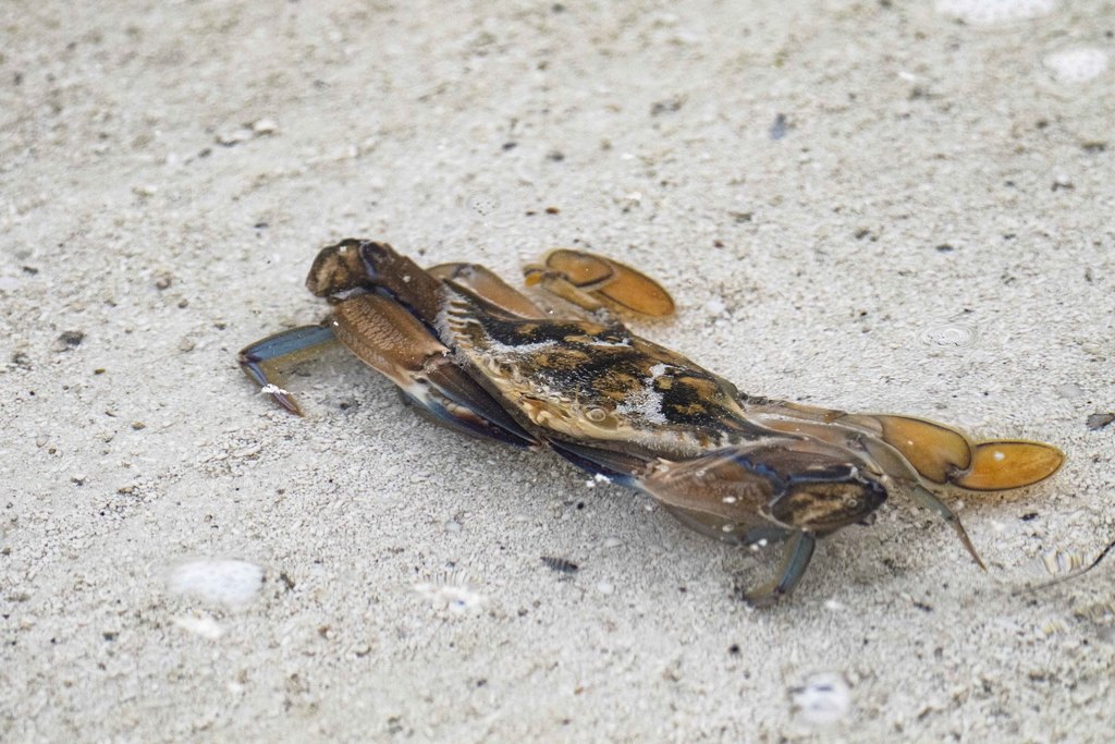 Atlantic Blue Crab from Exuma, The Bahamas on May 15, 2019 by ...