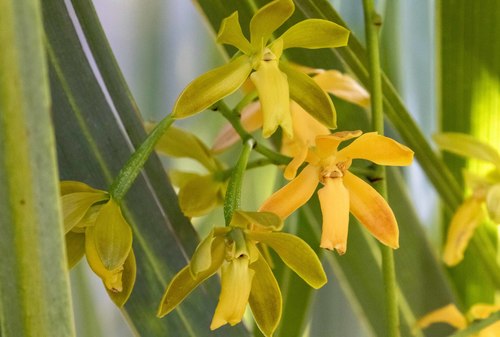 Encyclia rufa · iNaturalist