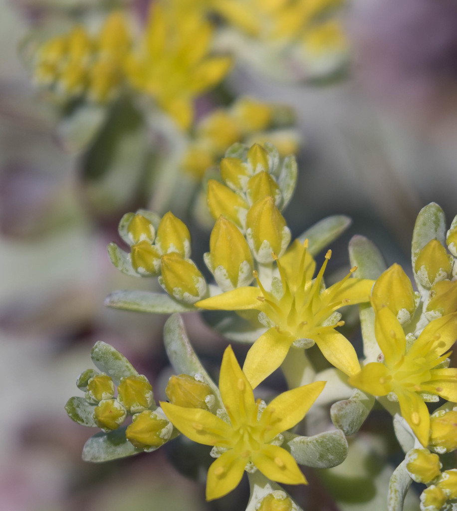 yellow stonecrop from San Juan Islands, WA on April 30, 2016 by ...