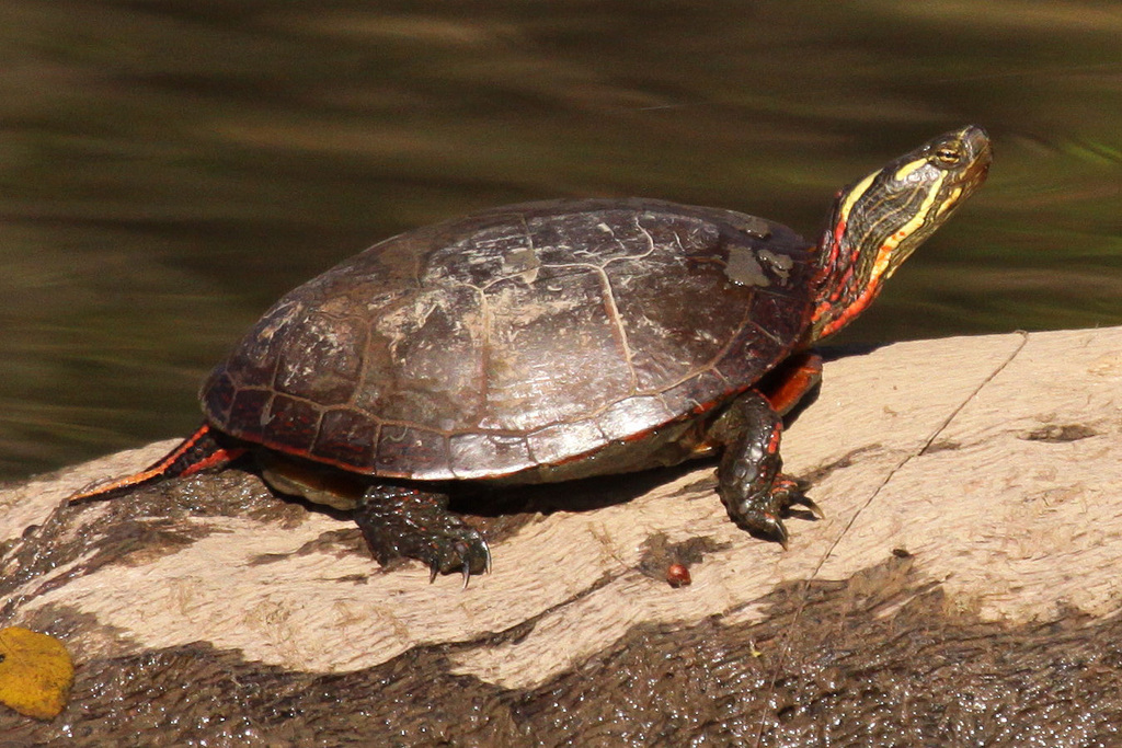 Midland Painted Turtle from Eagle Creek, Marion Co, IN on October 25 ...