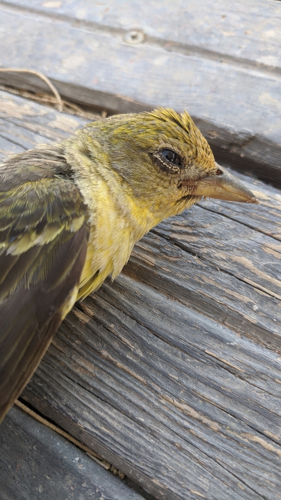 Western Tanager from El Indiviso, B.C., México on August 27, 2020 at 05 ...