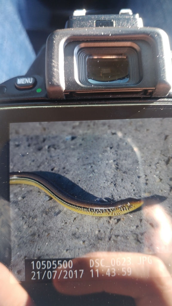 Mimic Glass Lizard in July 2017 by Josh Warden · iNaturalist