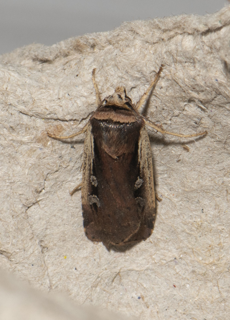 Flame-shouldered Dart from Lambton County, ON, Canada on August 26 ...