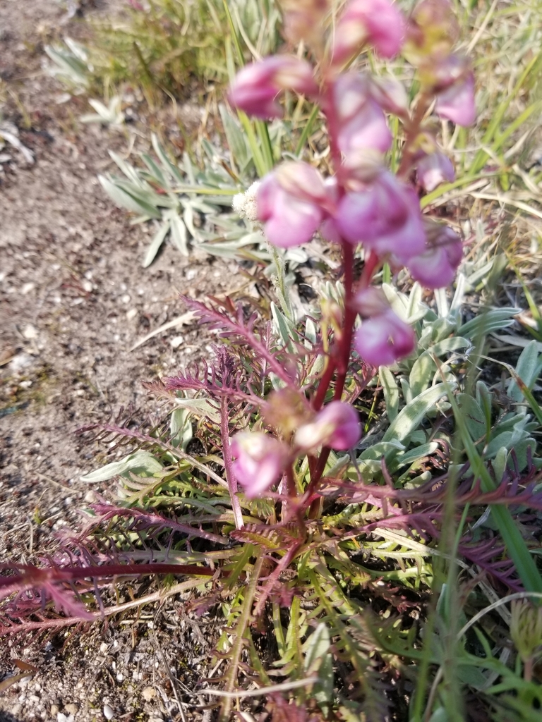 Pedicularis contorta rubicunda from Darby, MT 59829, USA on August 23 ...
