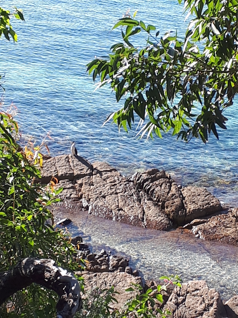 Little Pied Cormorant from Nelson Bay - Corlette NSW, Australia on ...
