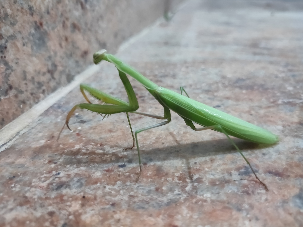 Mantis from Andhra Pradesh 517526, India on September 19, 2019 at 08:24 ...