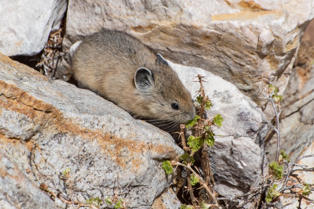 Lagomorphs (Lagomorpha) - Know Your Mammals