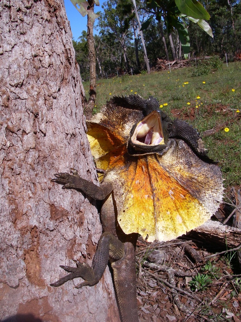 Frilled Lizard from Glen Ruth QLD 4872, Australia on September 15, 2005 ...