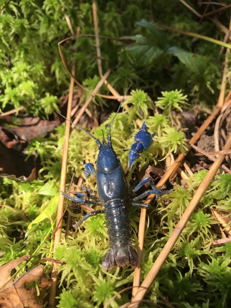 Allegheny Mountain Mudbug from Monongahela National Forest, Harman, WV ...