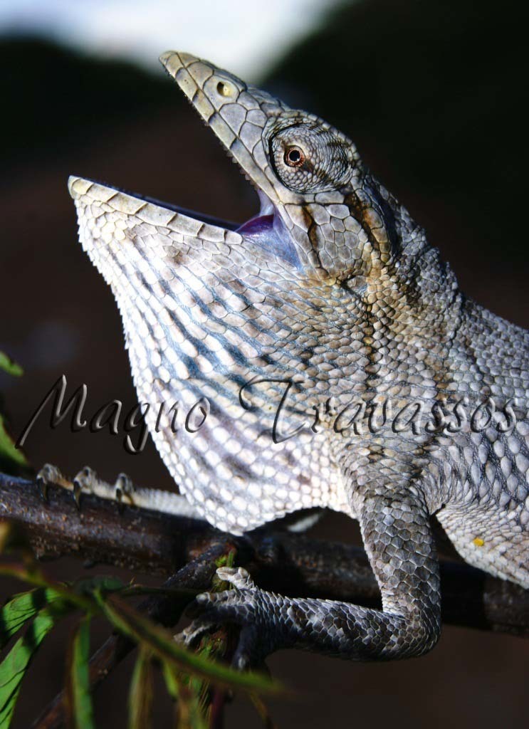 Brazilian Monkey Lizard from Igaporã, Bahia by Magno Travassos ...