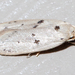 Scythropiodes issikii · iNaturalist
