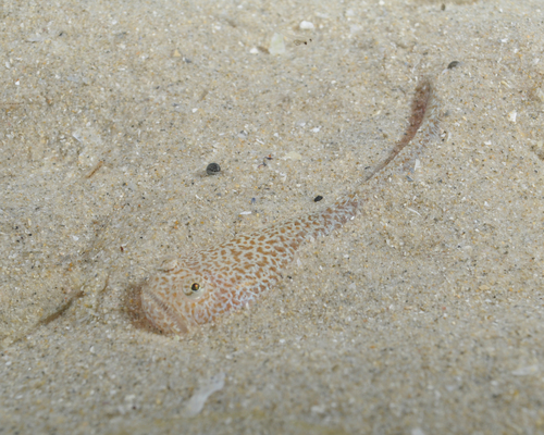 Genus Crapatalus · iNaturalist