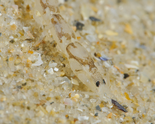 Genus Haliophasma · iNaturalist