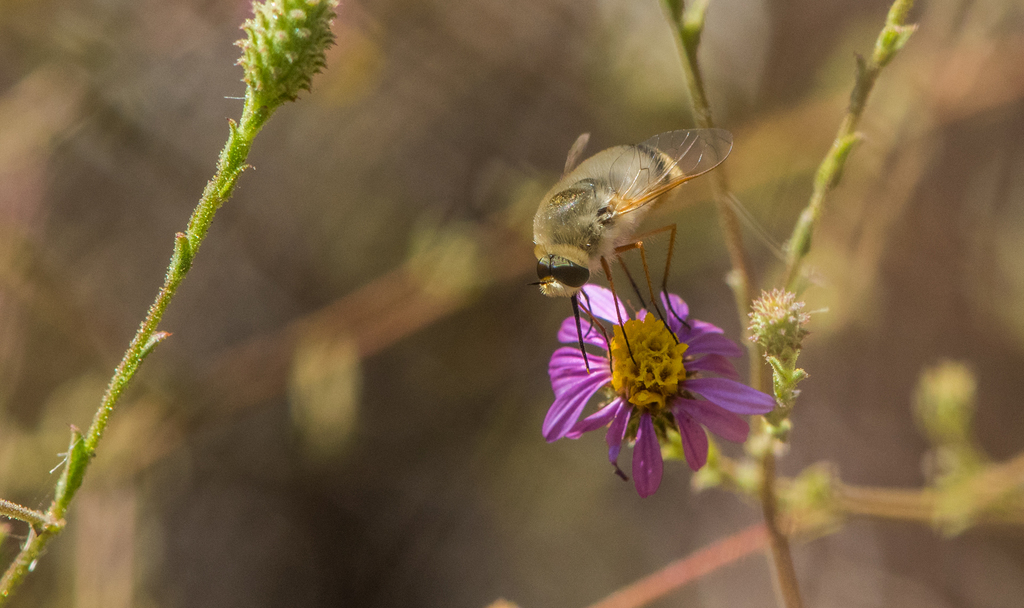 Lordotus from Tarzana, Los Angeles, CA, USA on August 28, 2020 at 11:39 ...