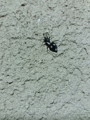 Reduvius jakovleffi · iNaturalist