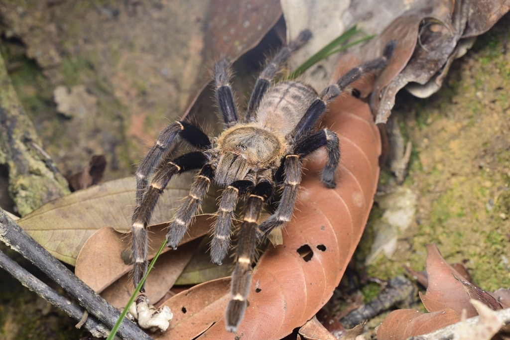 Southeast Asian Tarantulas in July 2020 by Steven Wong · iNaturalist