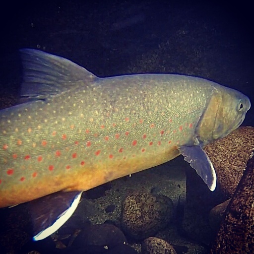 Bull Trout in September 2013 by Jeremy Baxter. Bull Trout adult male ...