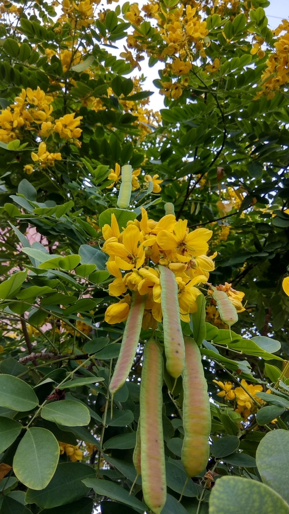 Smooth Senna from Sector 25, Chandigarh, India on October 12, 2017 at ...
