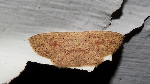 Cyclophora taiwana · iNaturalist