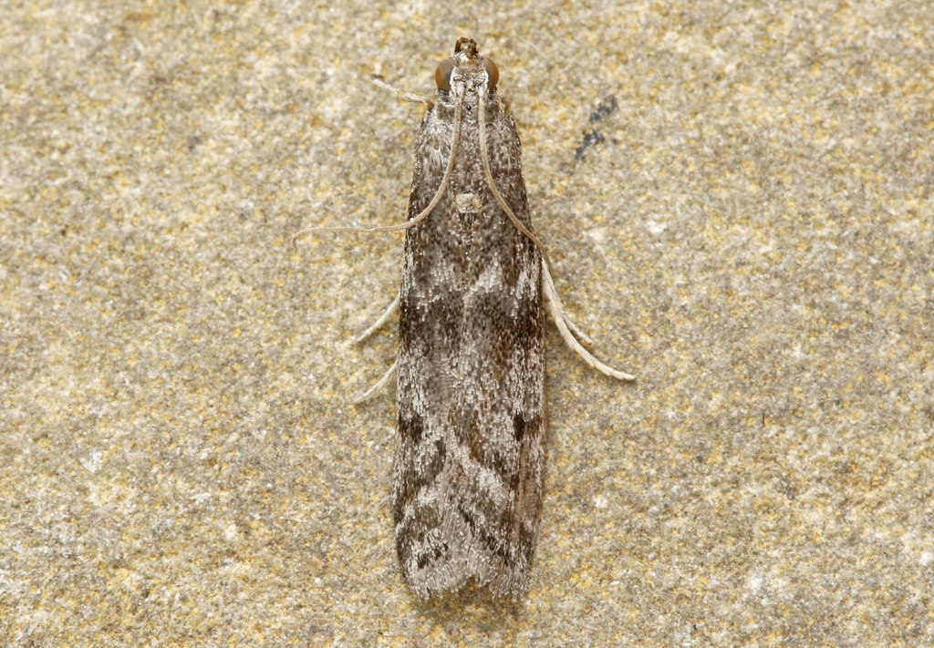 Mediterranean Flour Moth