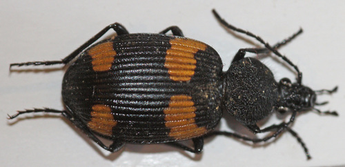 Craspedophorus formosanus · iNaturalist