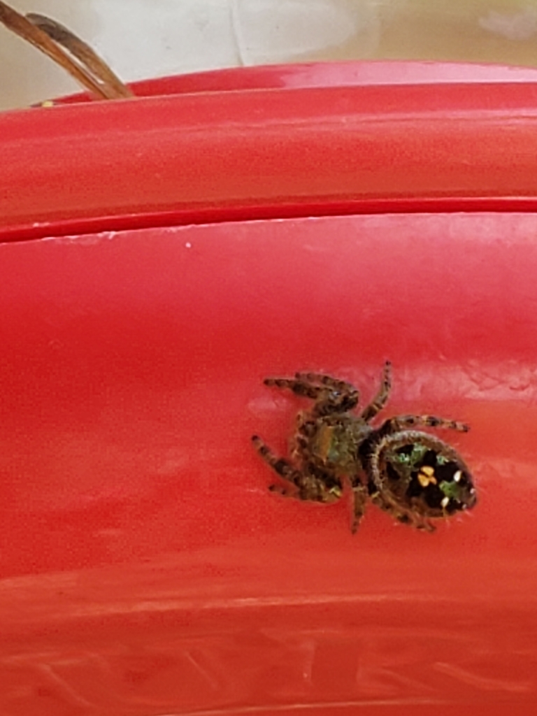 Bold Jumping Spider in August 2020 by Kathy Eklund · iNaturalist