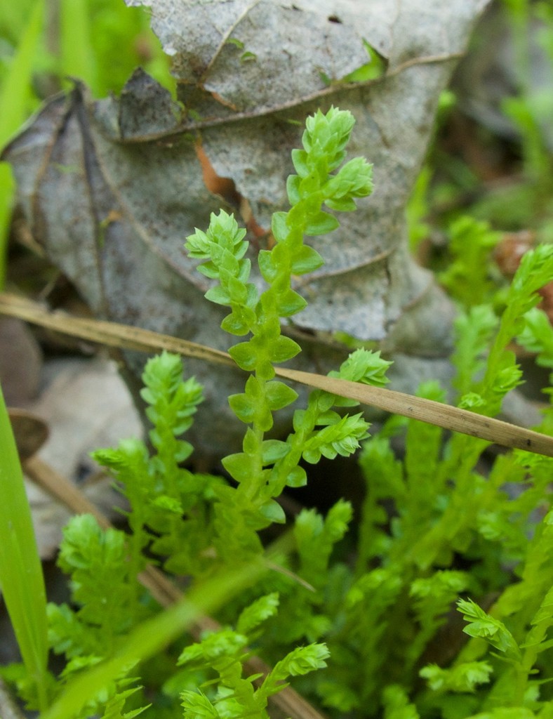 meadow spikemoss from Worcester County, MD, USA on May 16, 2020 by ...