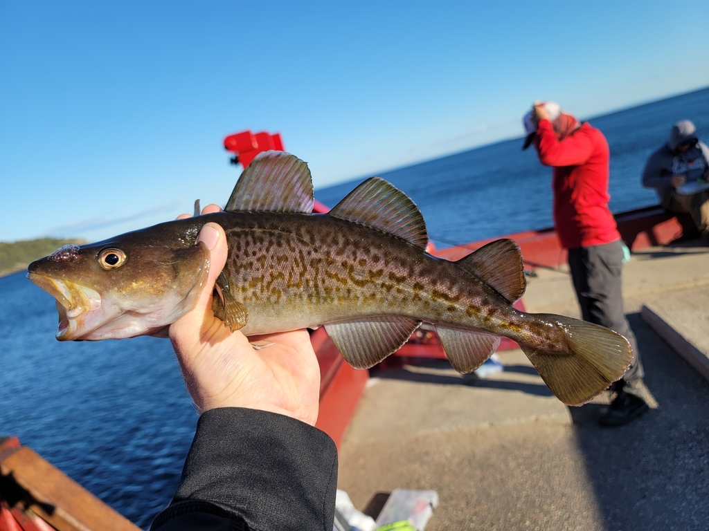 Greenland Cod (Gadus ogac) - Marine Life Identification