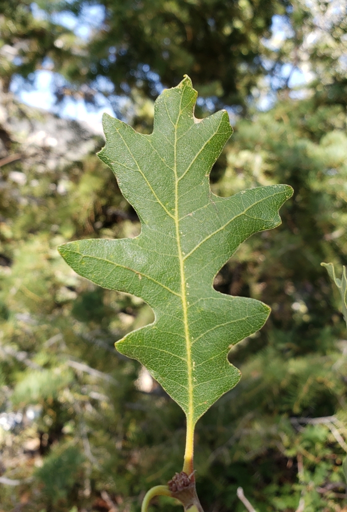 Gambel Oak from Mt Charleston, NV 89124, USA on August 29, 2020 at 04: ...