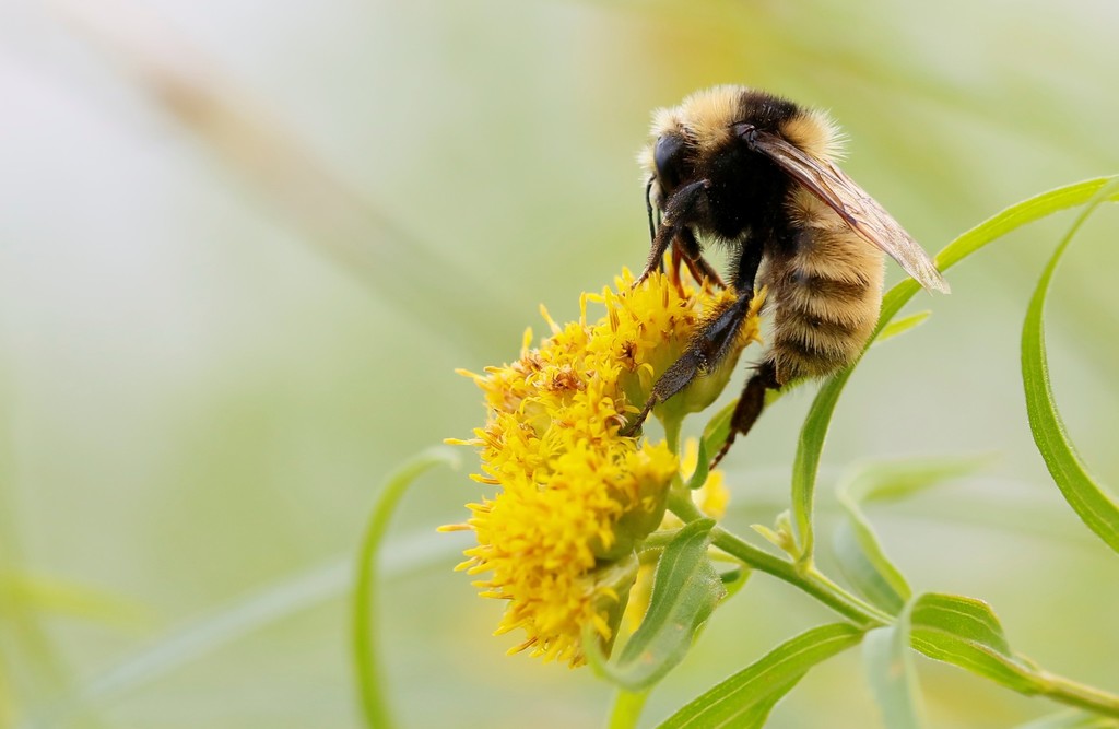 Northern Amber Bumble Bee from Driftwood Meadow on August 29, 2020 at ...