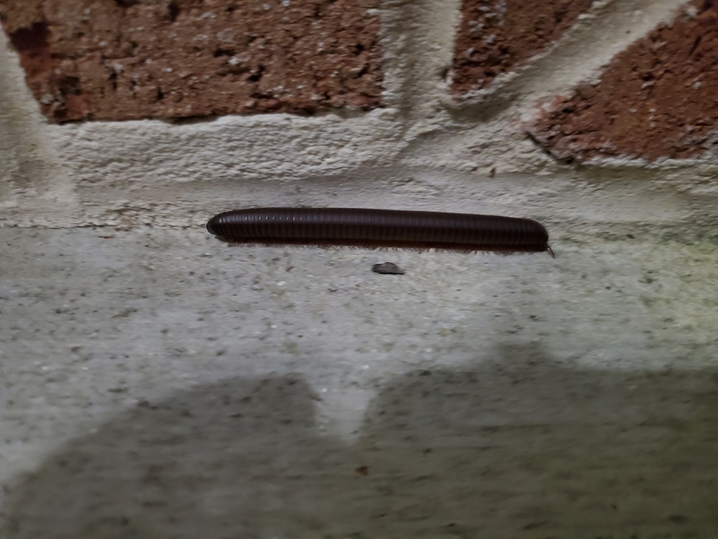 American Giant Millipede Complex from Savannah, GA 31407, USA on August ...